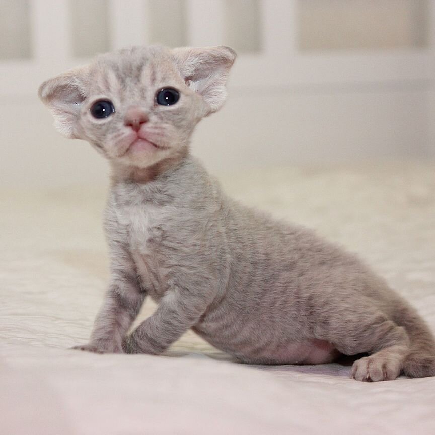 Смешные пупсы девон-рекс