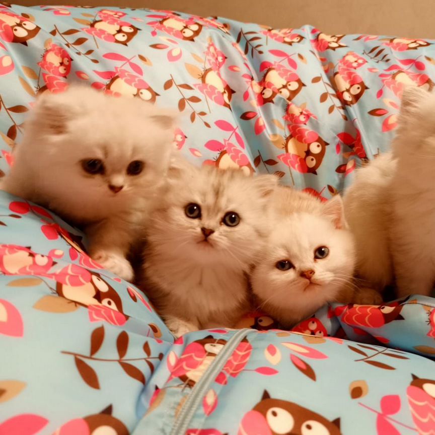 Британский длинношёрстный котёнок