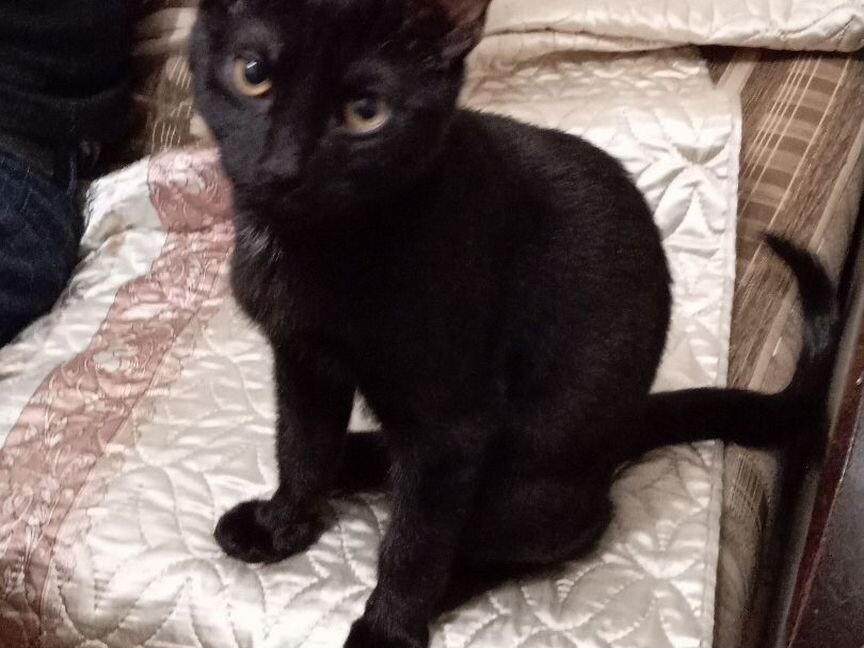 Кошка
