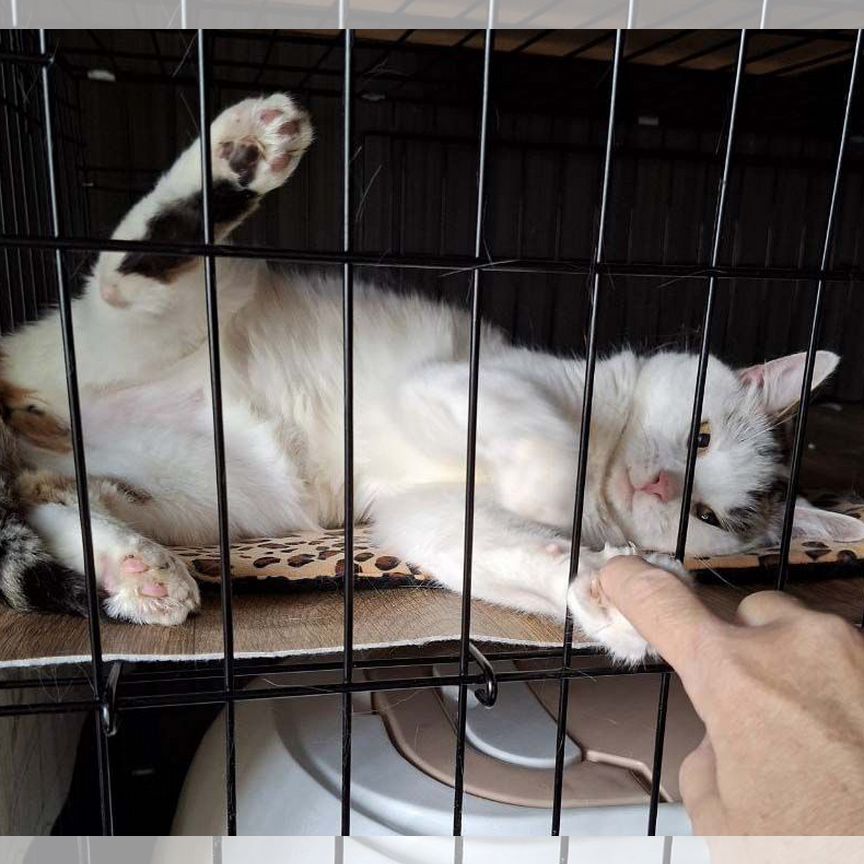 Молодой котик Гриша, в дар
