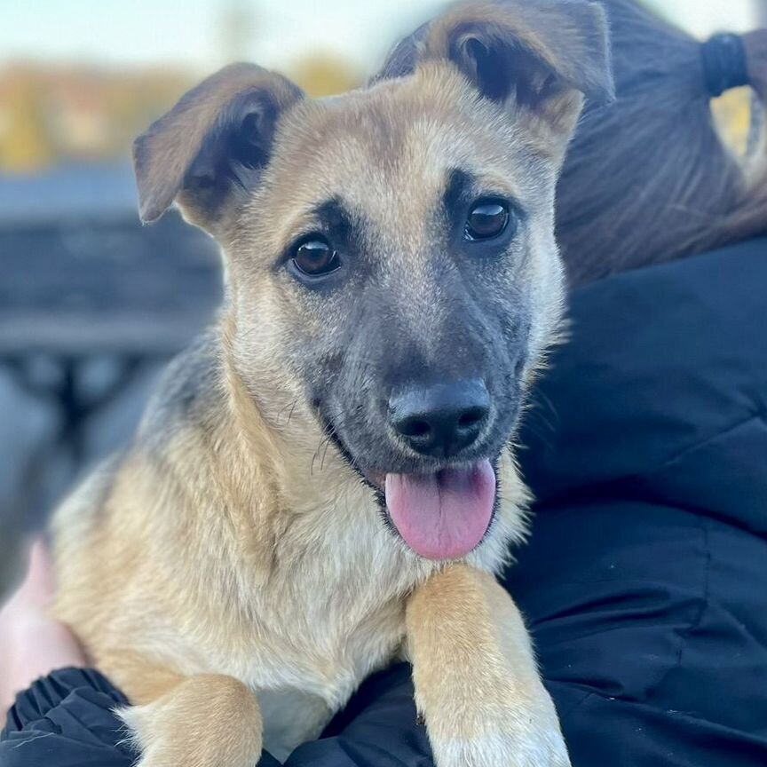 Щенок в добрые руки