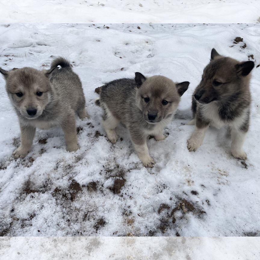 Западносибирская лайка, щенок