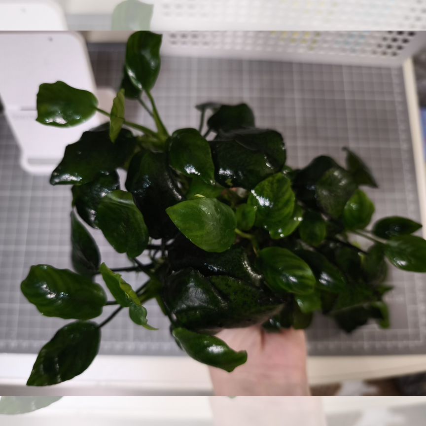 Аквариумное растение Анубис