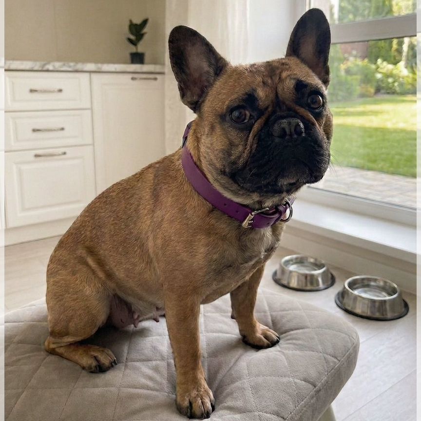 Французский бульдог, взрослый пёс