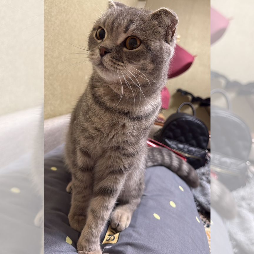 Вязка вислоухая кошка