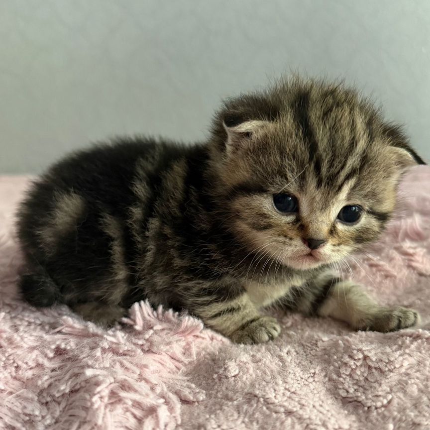 Шотландский вислоухий короткошёрстный котёнок
