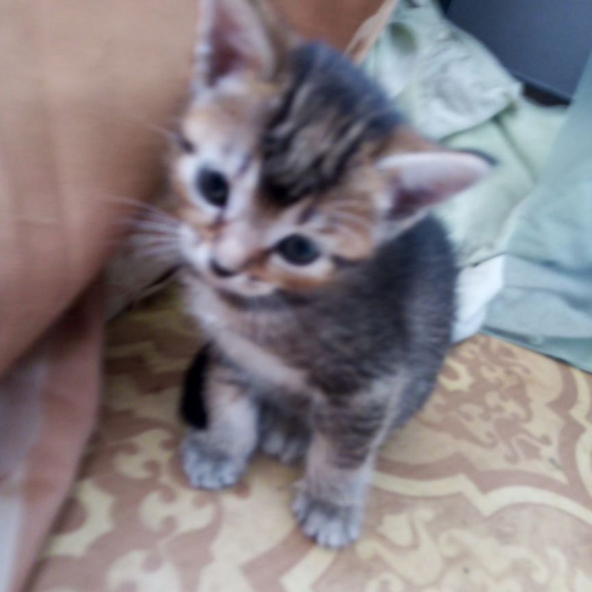 Котёнок в хорошие руки