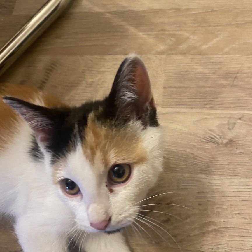 Котенок девочка в добрые руки