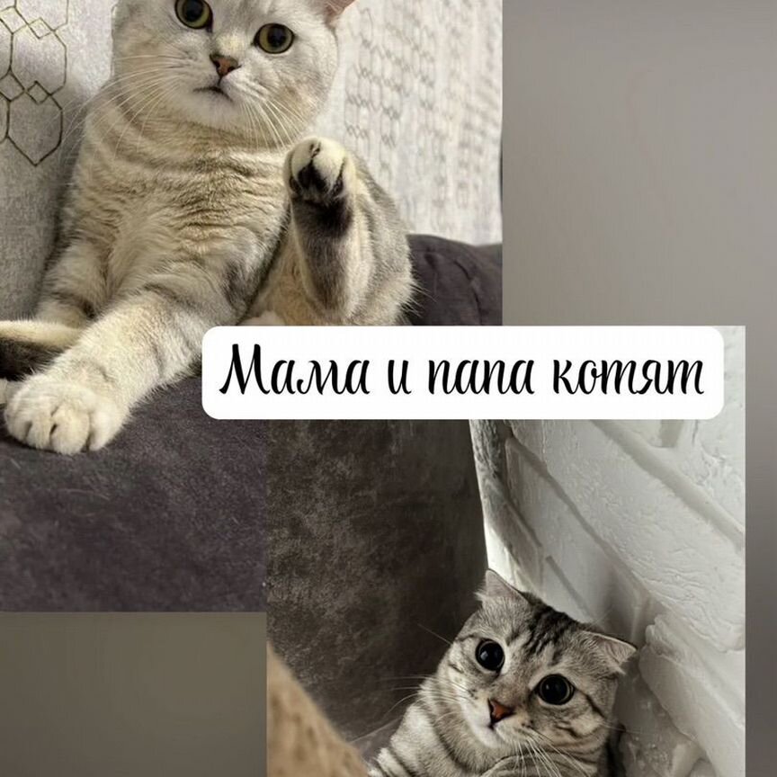 Шотландские котята