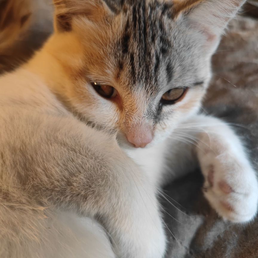 Она девочка котейка котёнок котейка девочка