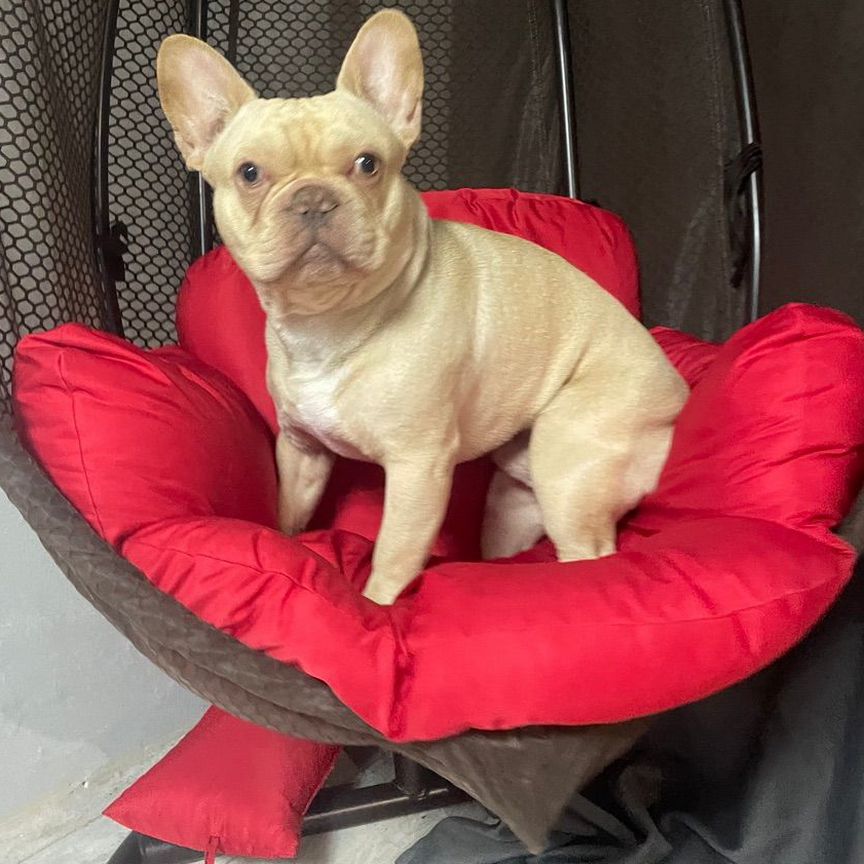 Французский бульдог, взрослый пёс