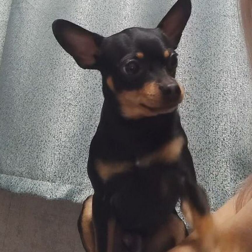 Английский той-терьер, взрослый пёс