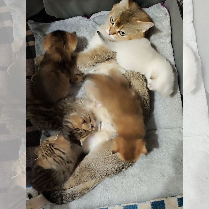 Британские котята