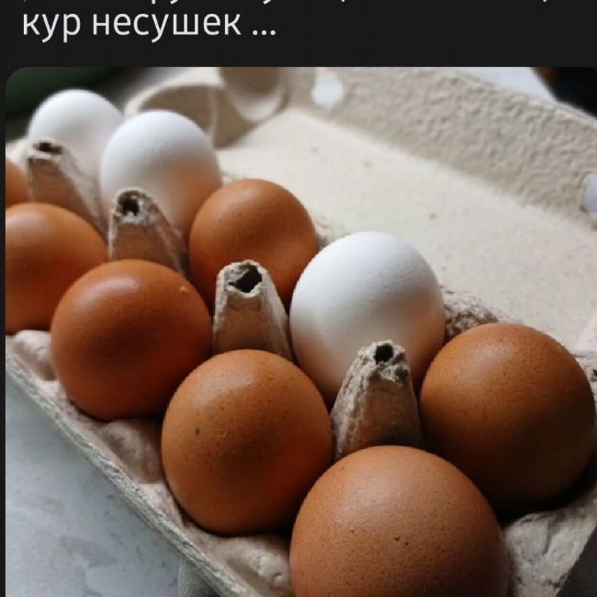 Инкубационное яйцо кур несушек