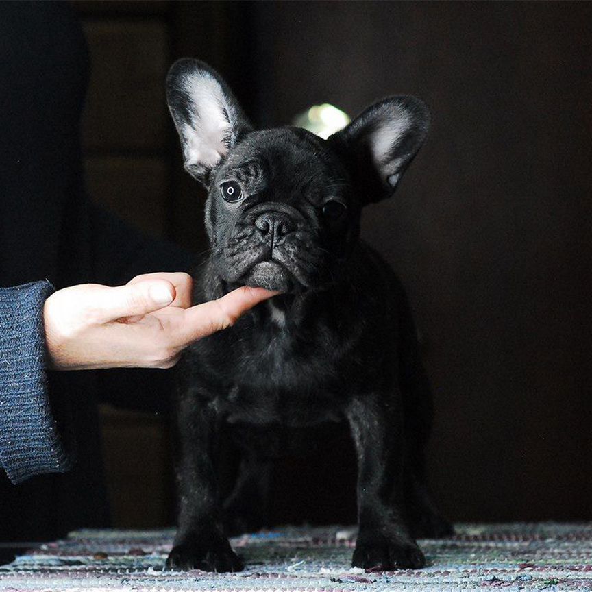 Французский бульдог, щенок