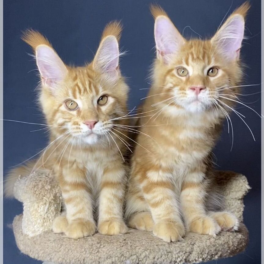 Мейн-кун котёнок