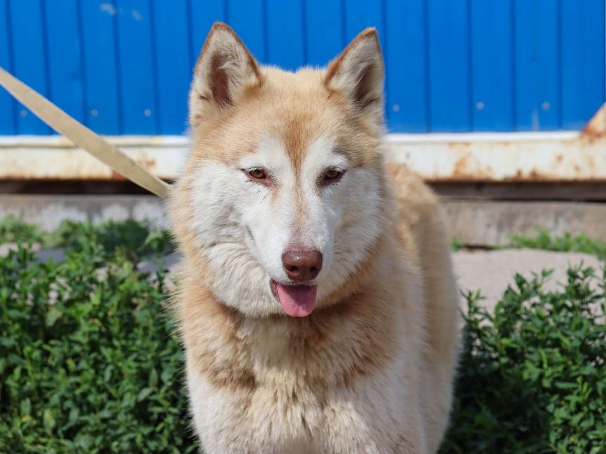 Мини-хаски в дар