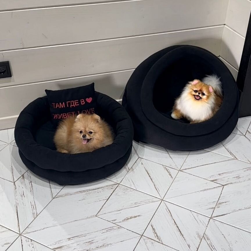 6 мес померанка шпиц маленького размера