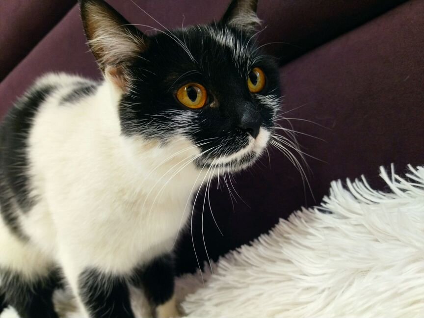 Кошки в добрые руки бесплатно