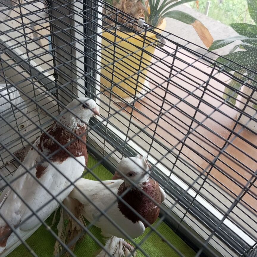 Голуби узбеки