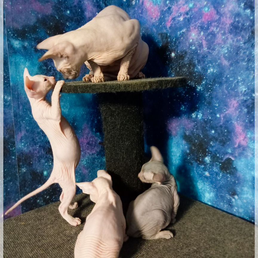 Донской сфинкс котёнок