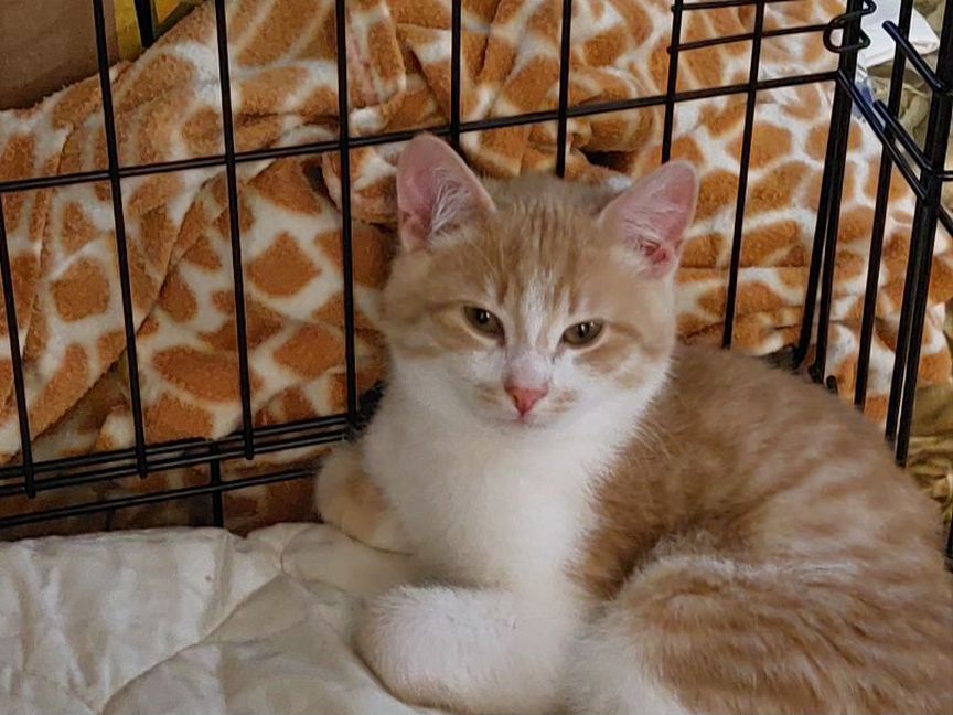 Котенок рыжий