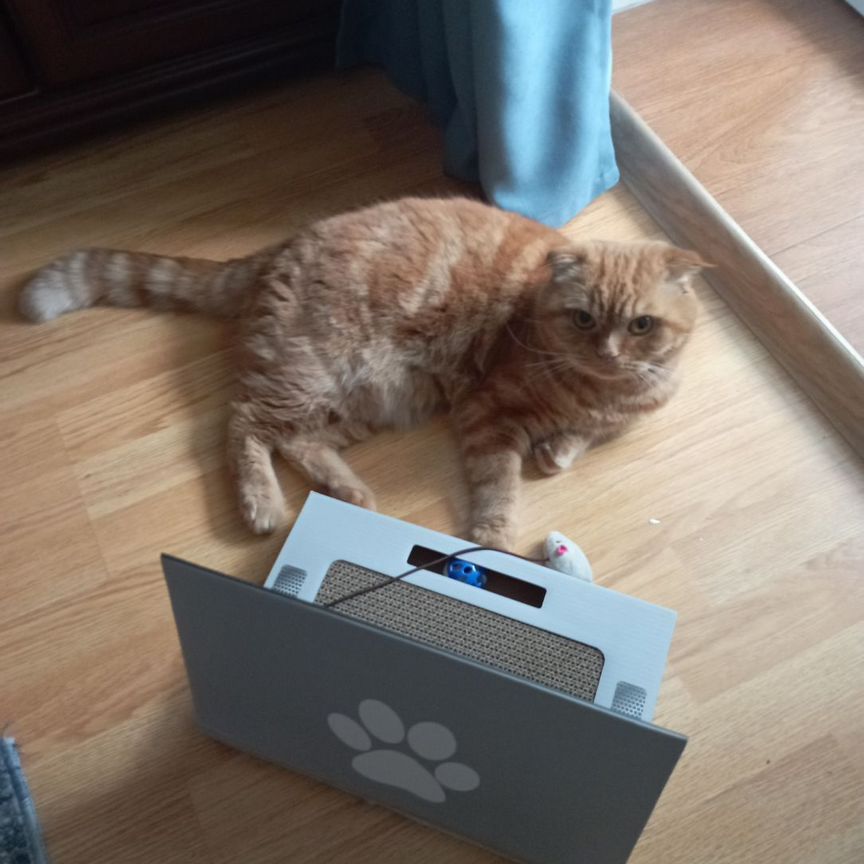 Ноутбук для кота