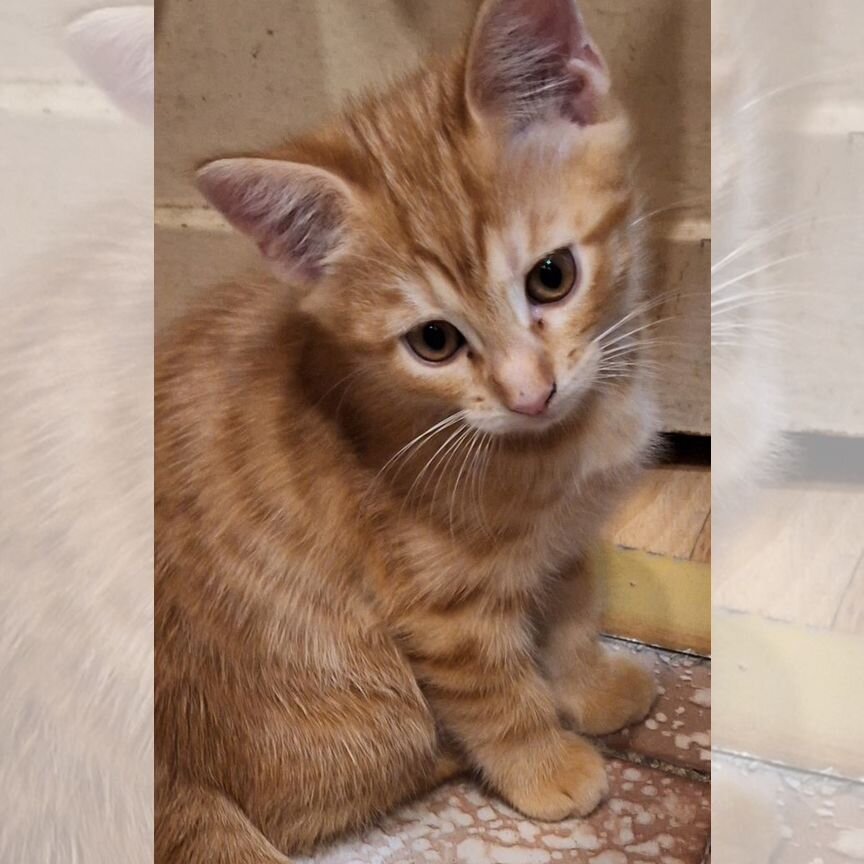 Рыжий котенок мальчик Москва, 4месяца, игривый