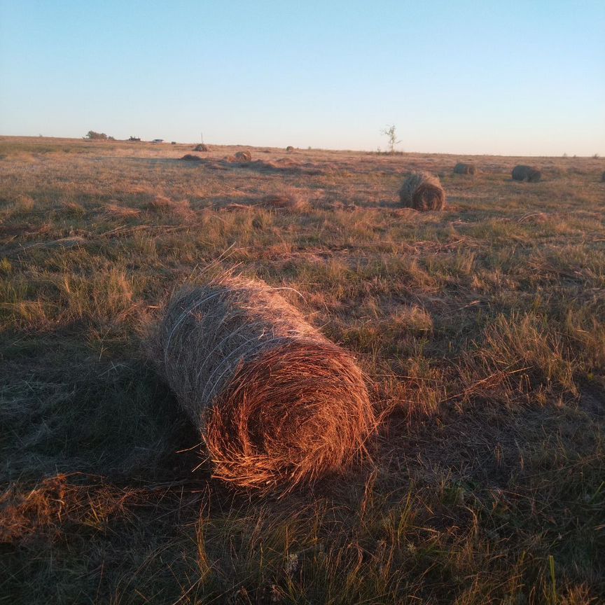 Сено люцерны в тюках