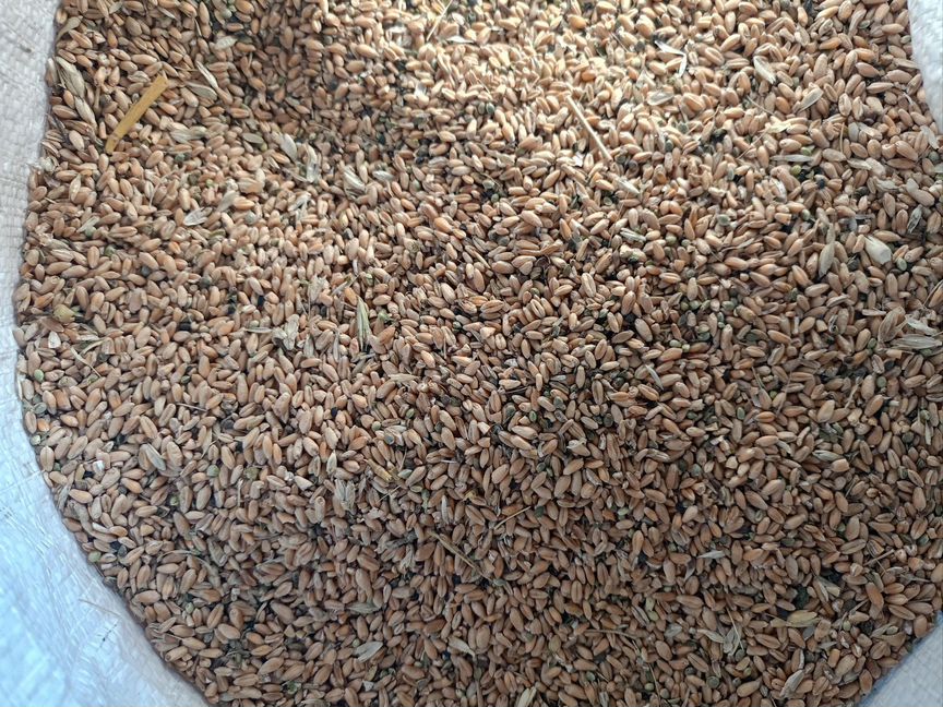 Зерно пшеница ячмень