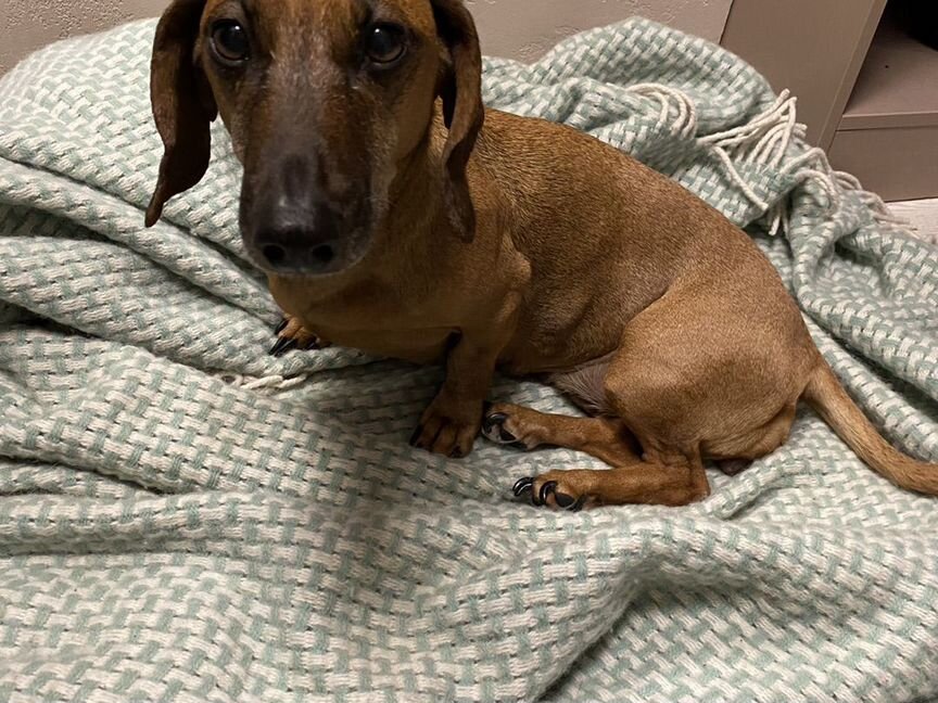 Потеряшка Такса ищет дом