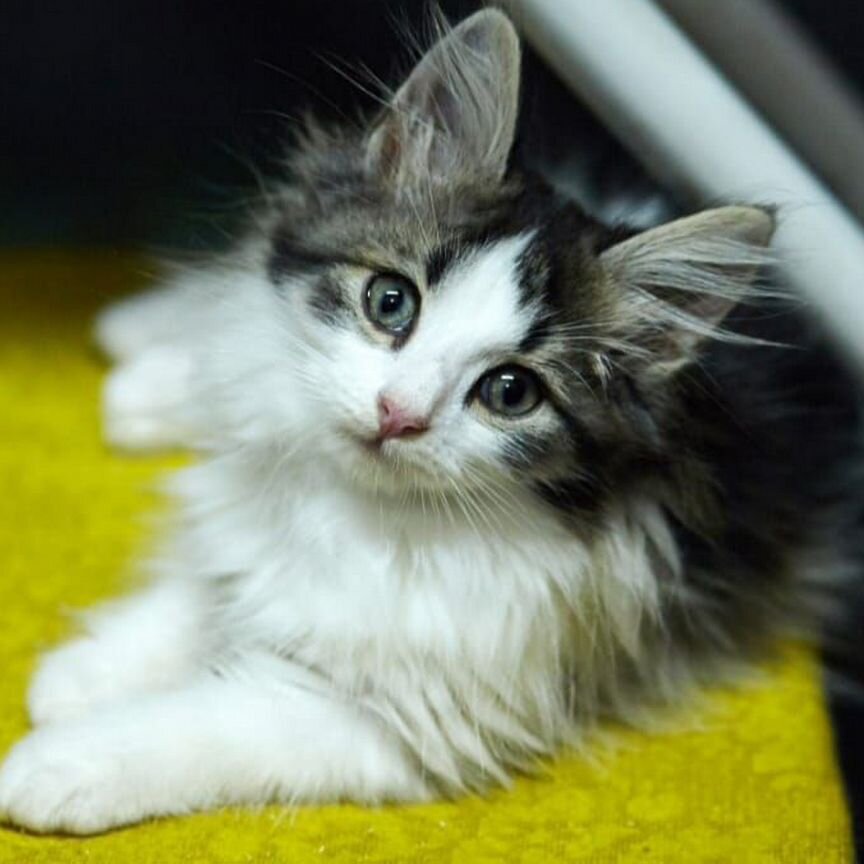 Котенок