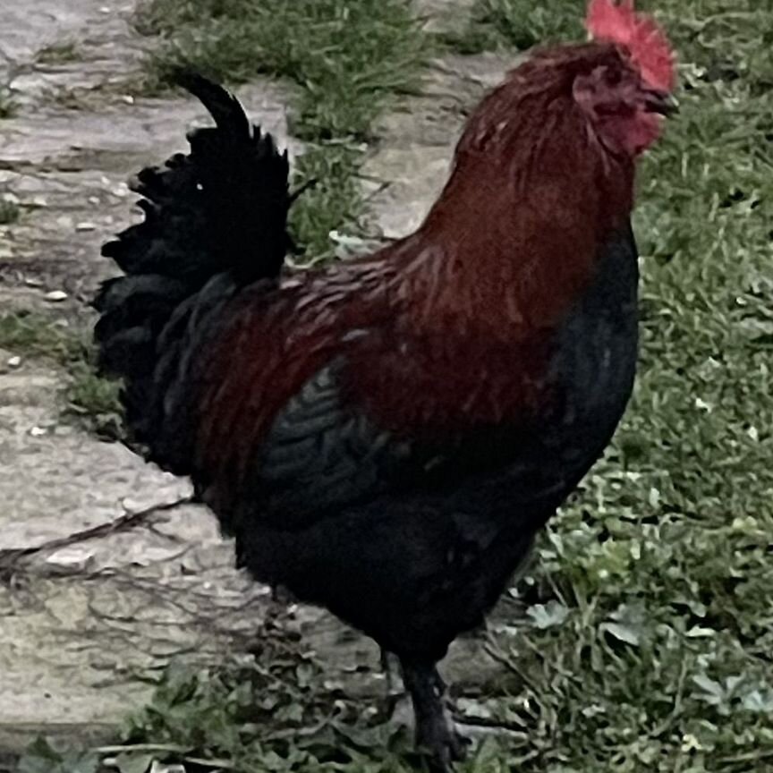 Молодой петух маран