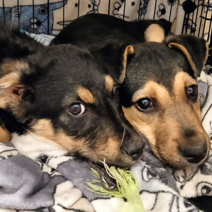 Щенки в добрые руки, привезу