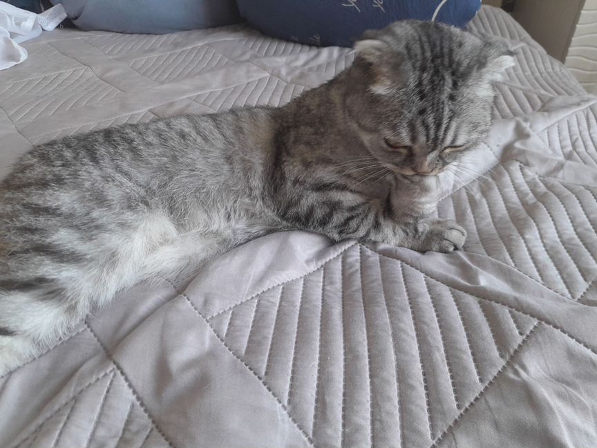 Кошка британская вислоухая