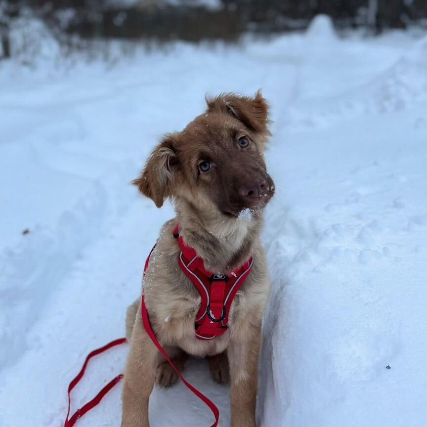 Щенок в добрые руки