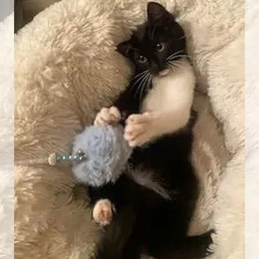 Котёнок в добрые руки