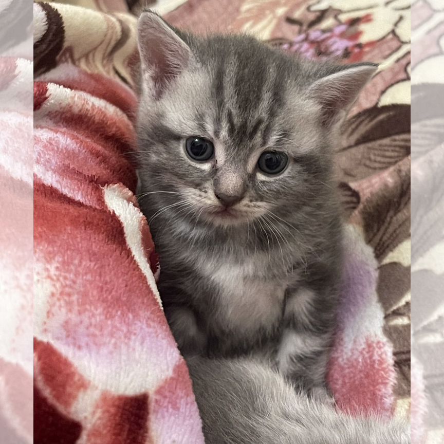 Британские котята