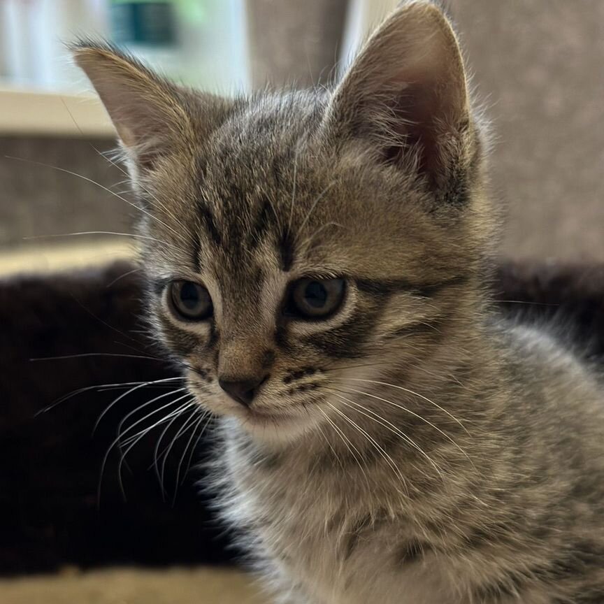 Котенок мальчик