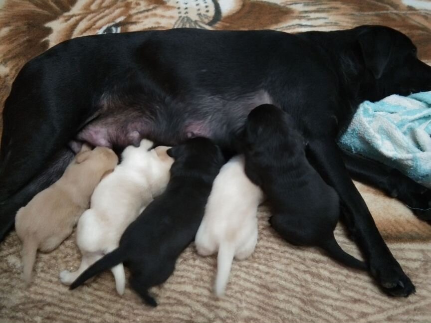 Щенки лабрадора