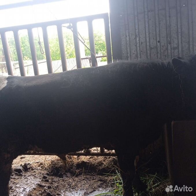 Бык на мясо