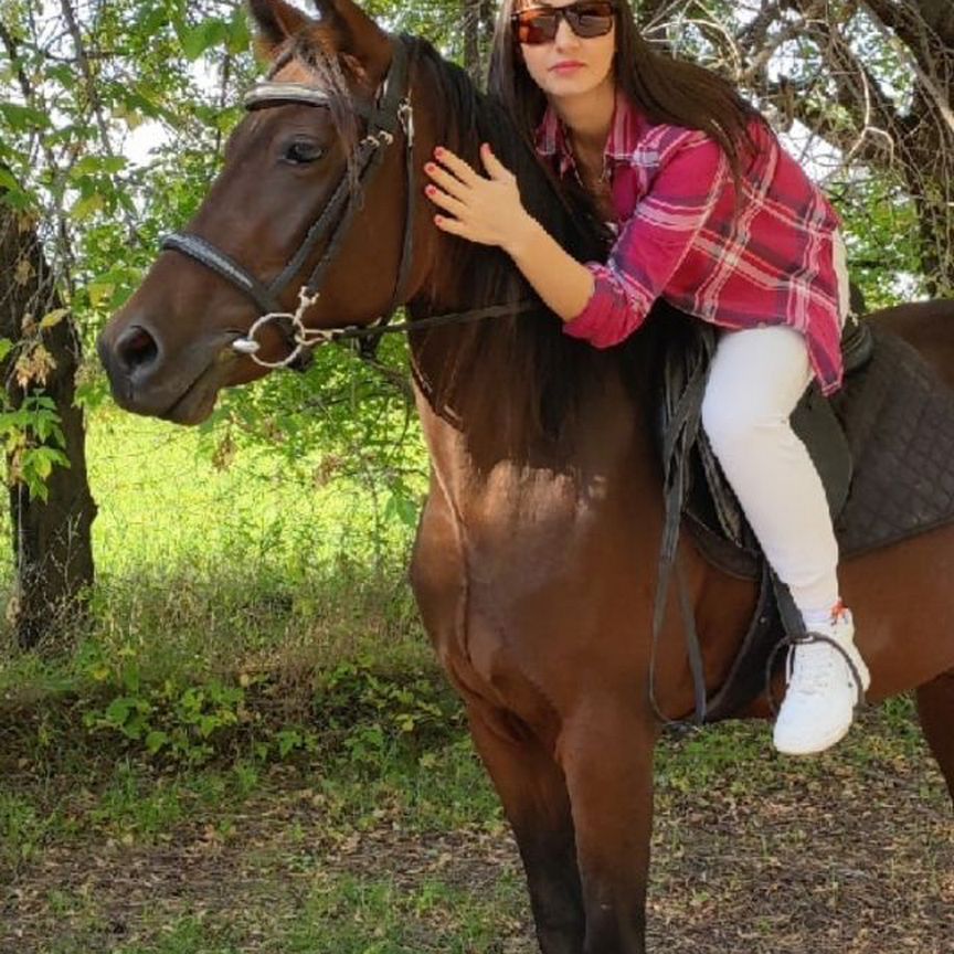 Уздечка, амуниция для лошади