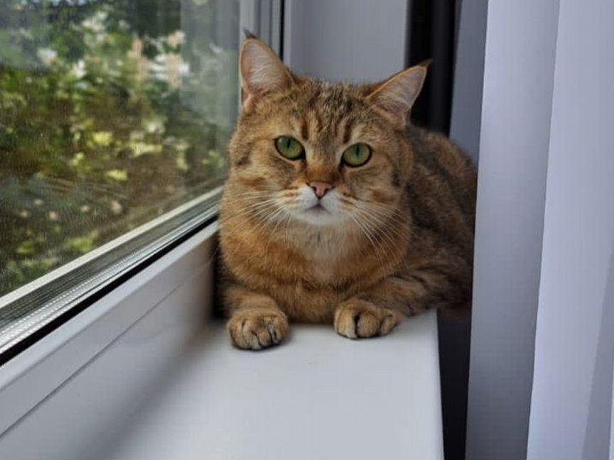 Молодая кошка в хорошие руки