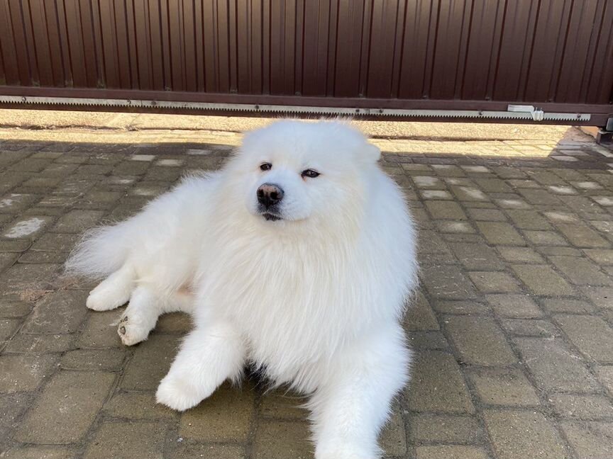 Самоед (мальчик) для разведения