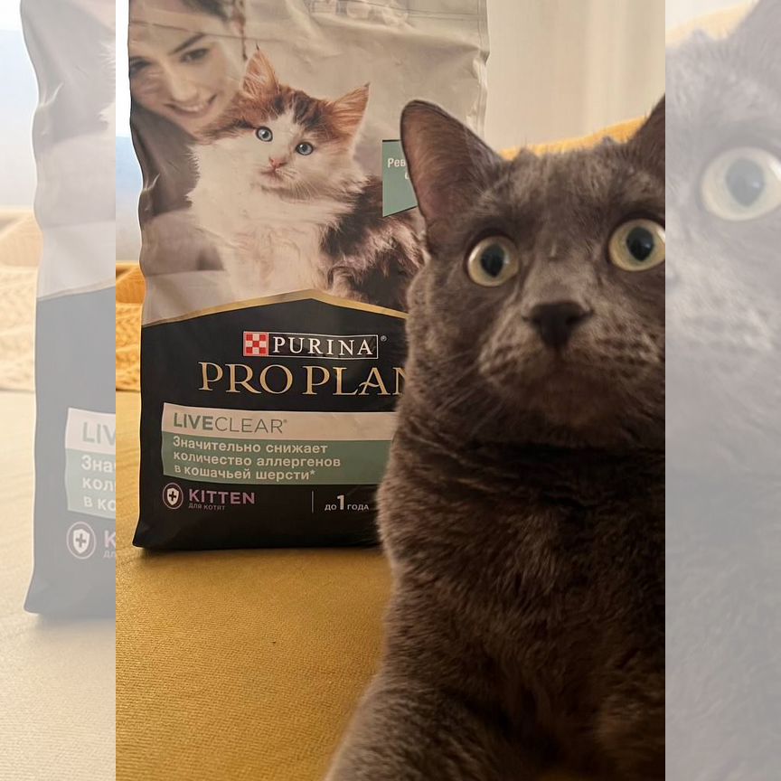 Purina pro plan live clear для котят