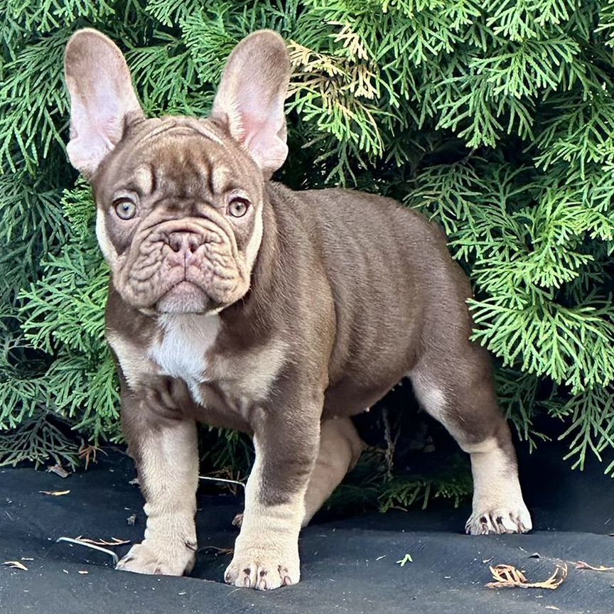 Французский бульдог, щенок