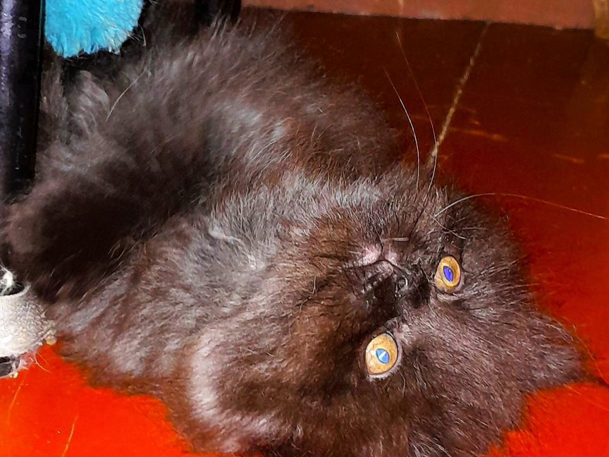 Шотландская принцесса