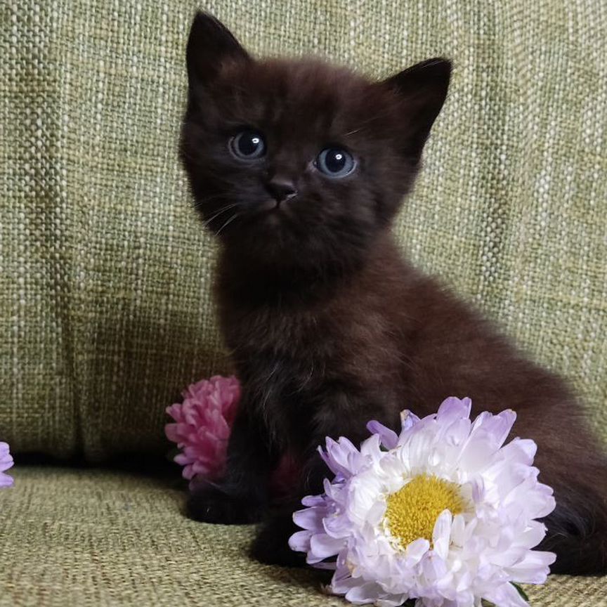 Черные котятки