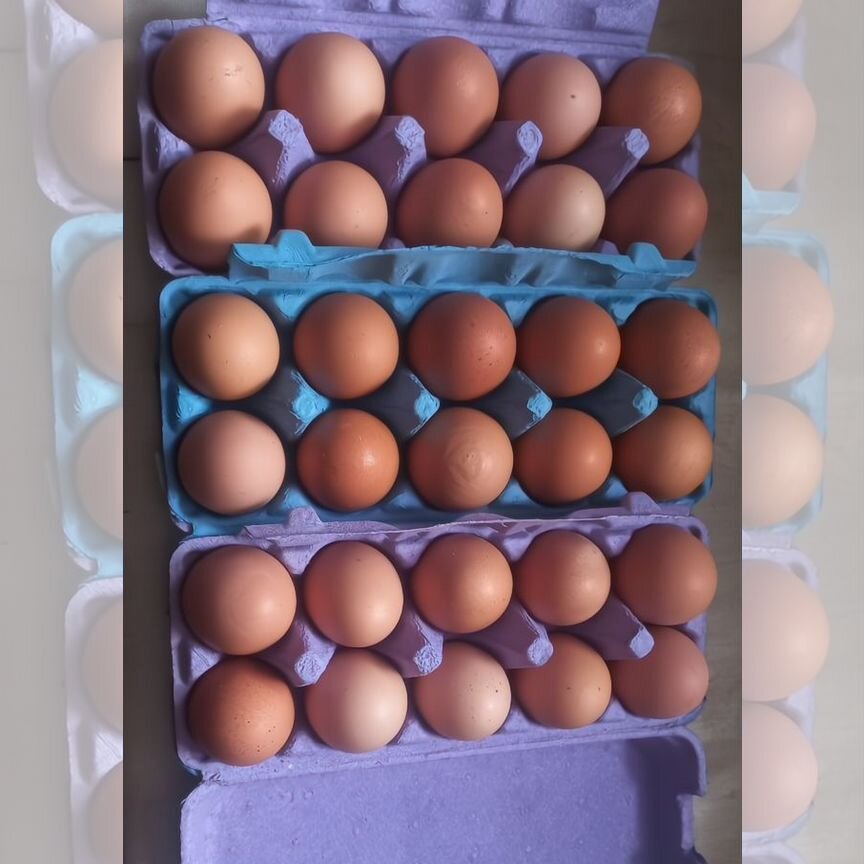 Домашние куриные яйца