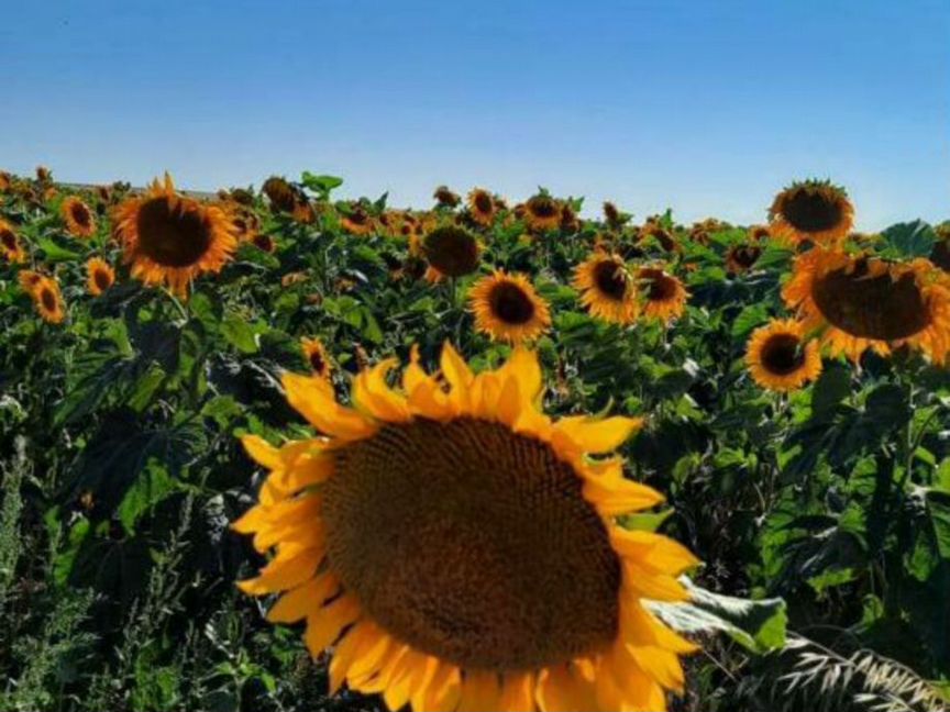 Семена подсолнечника